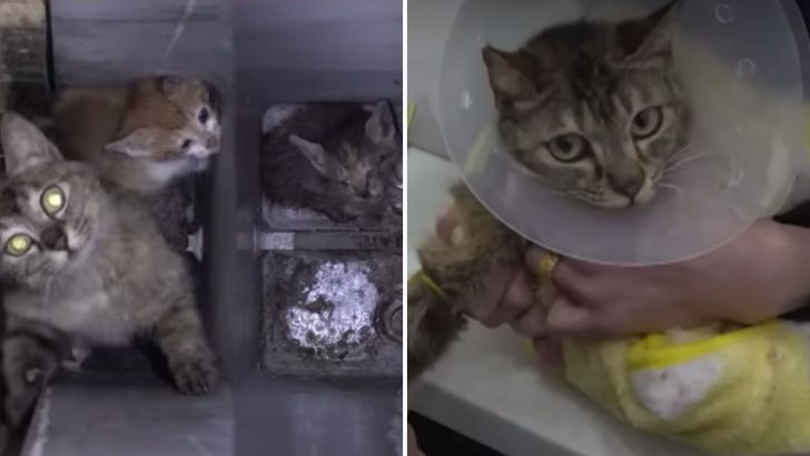 Mother Cat and Her Kittens Saved Just In Time After Being Trapped ...