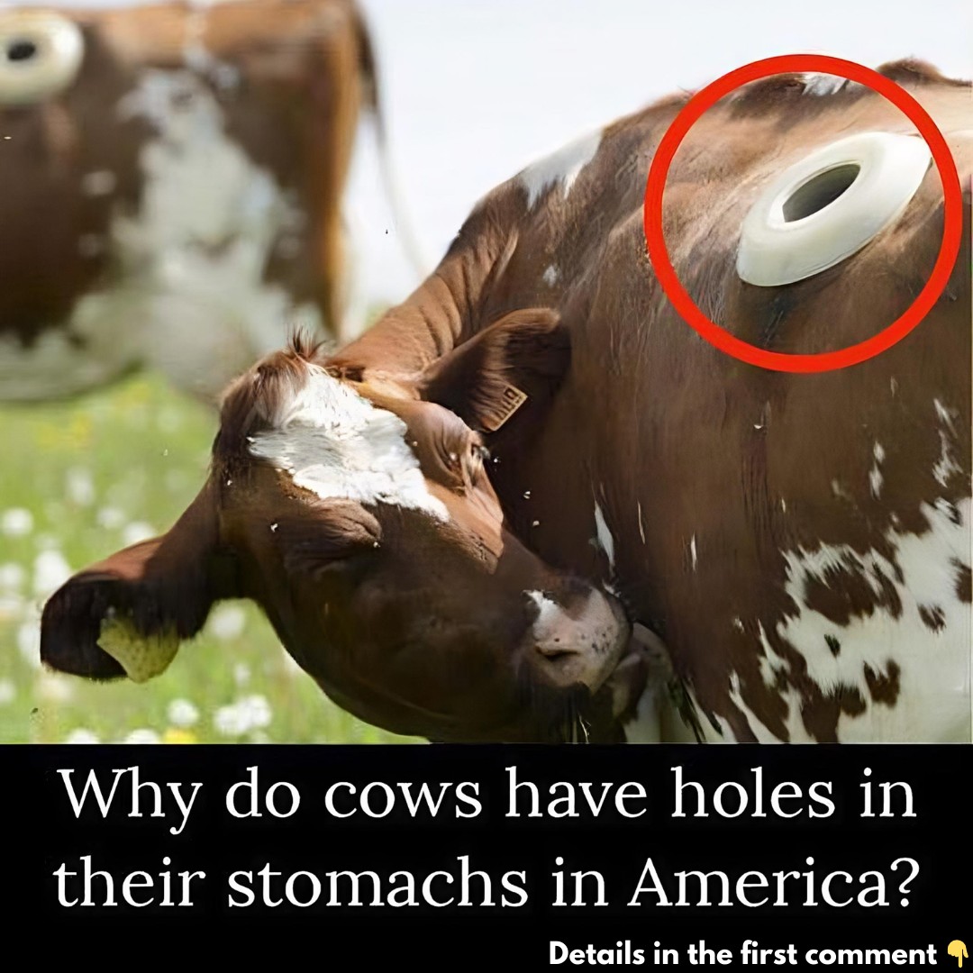 What Are Portholes in Cows? The Reason Will Blow Your Mind - animals news