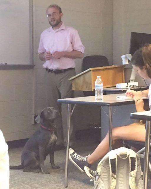 THE PROFESSOR WHO BROUGHT A DOG TO CLASS—AND NEVER EXPLAINED WHY ...