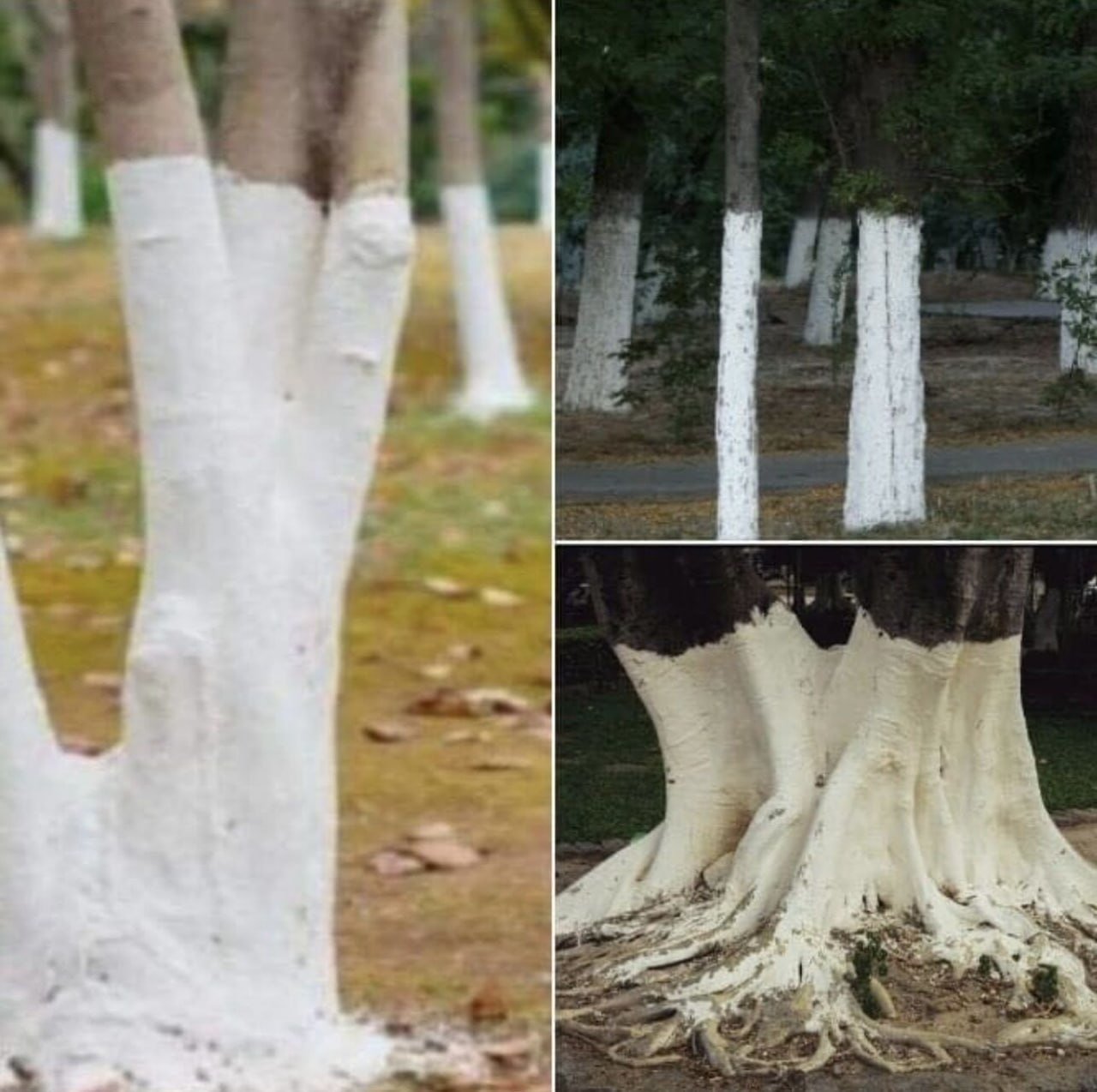 If You Spot White-Painted Trees, Here’s What It Means - animals news