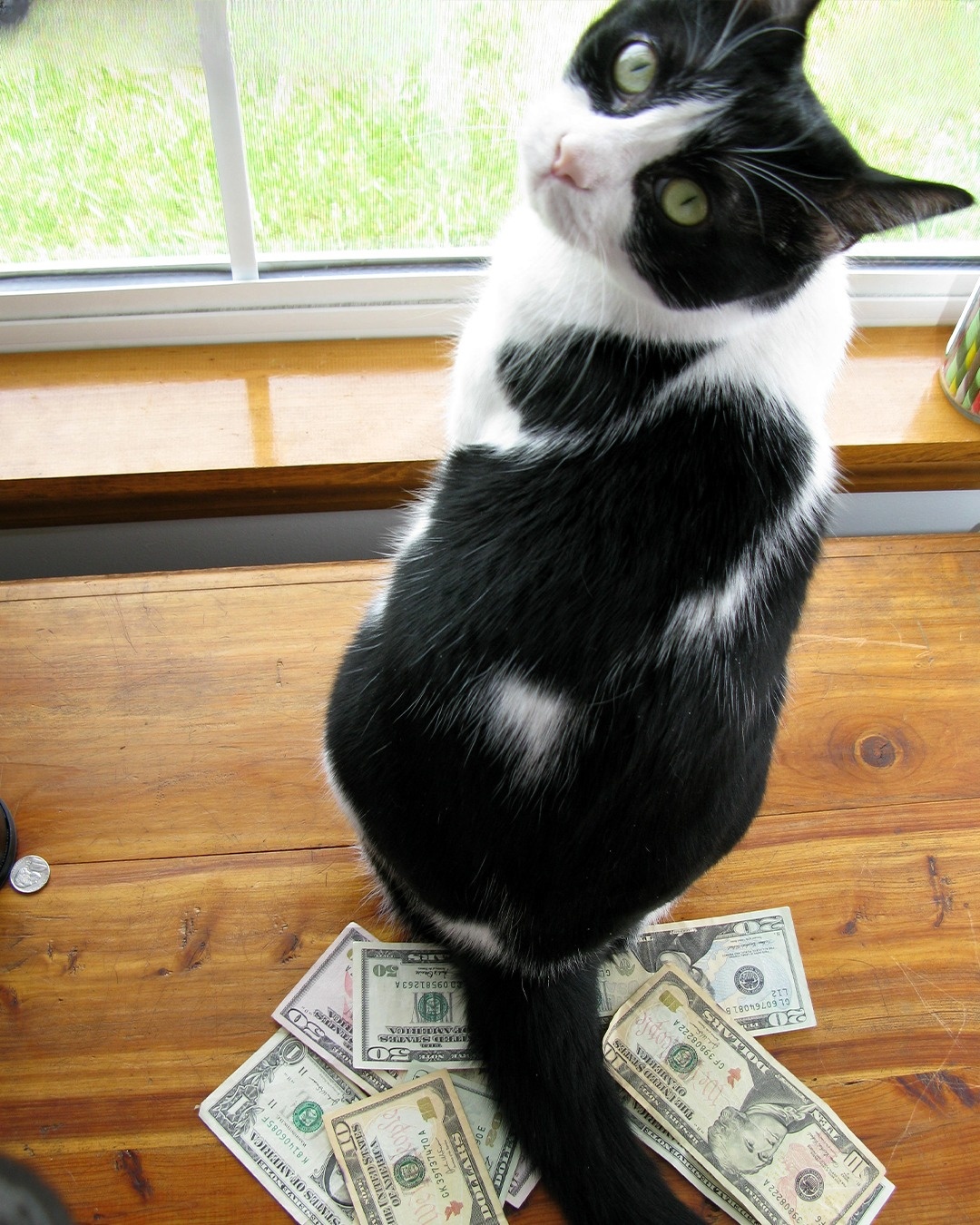 Older Lady Finds Money on Floor Every Day, Sees Her Cat Bring It and ...